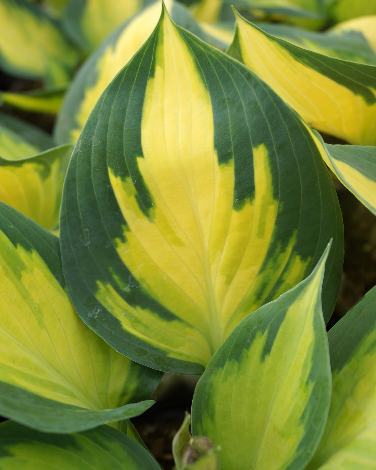 Hosta 'Forbidden Fruit' bare roots — Buy plantain lilies online at ...