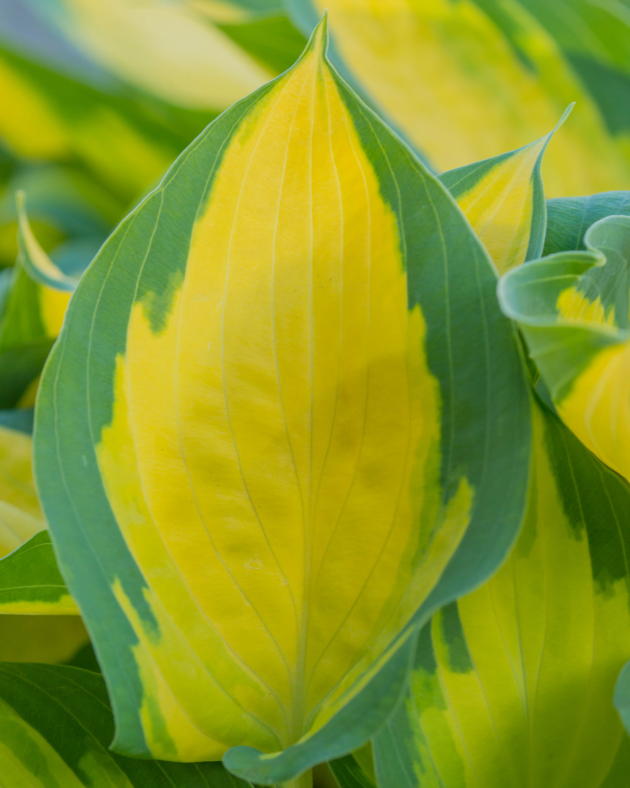 Hosta 'Forbidden Fruit' bare roots — Buy plantain lilies online at ...