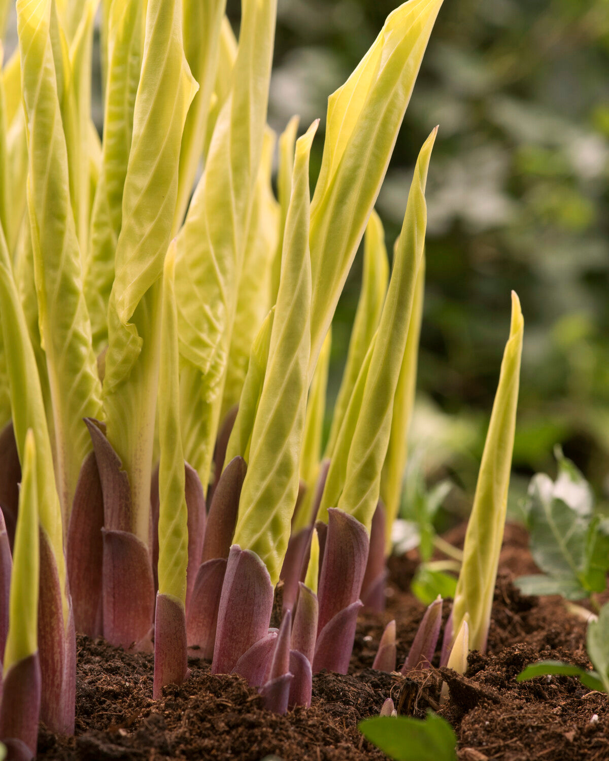 Hosta 'Lipstick Blonde' bare roots | Buy yellow plantain lilies online ...