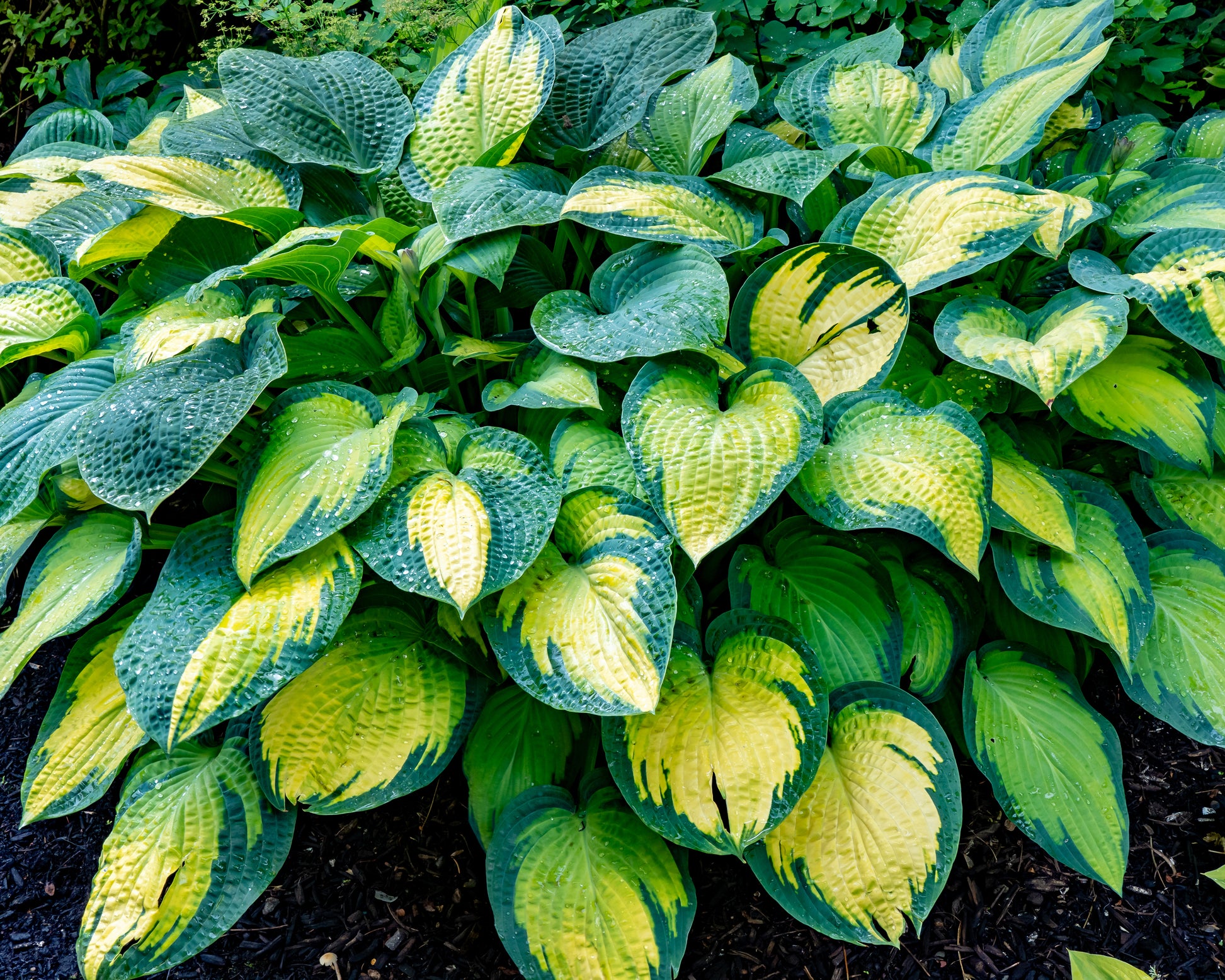 Hosta 'Paul's Glory' bare roots — Buy plantain lilies online at Farmer ...