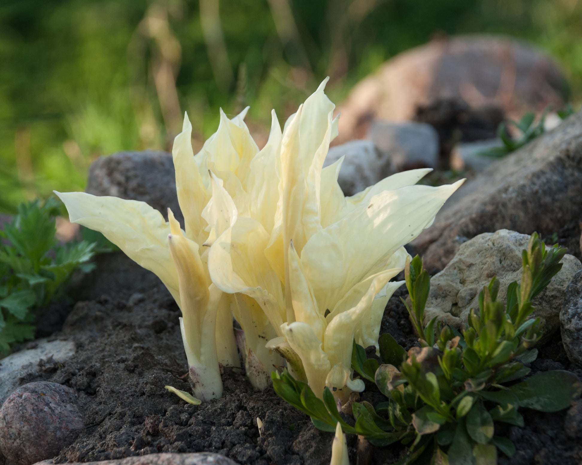 Hosta 'White Feather' bare roots — Buy white plantain lilies online at ...