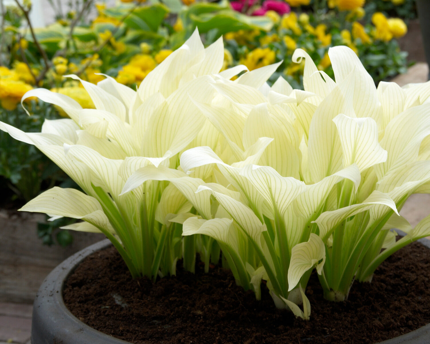 Hosta 'White Feather' bare roots — Buy white plantain lilies online at ...