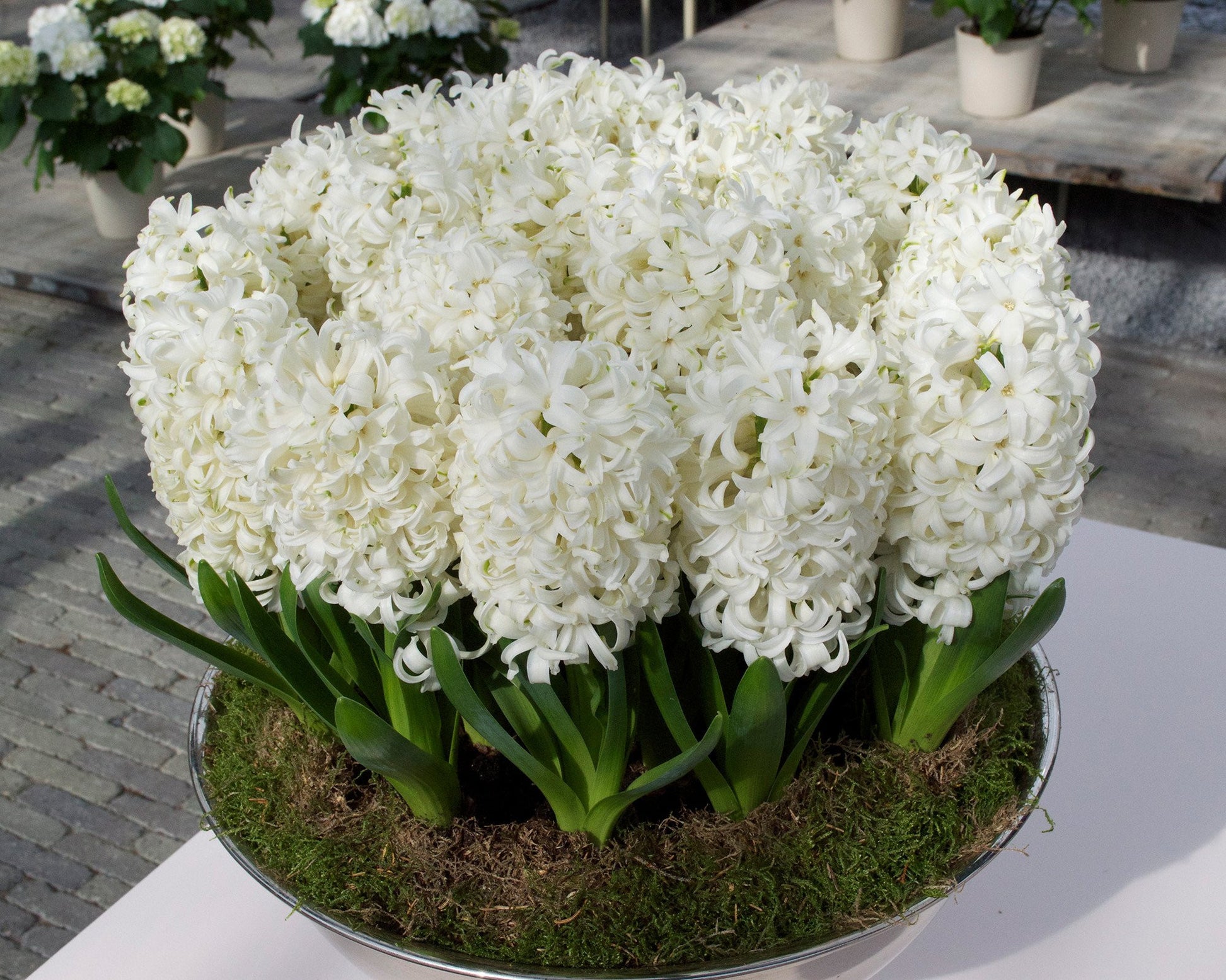 Hyacinth 'Carnegie' bulbs — Buy white hyacinths online at Farmer Gracy