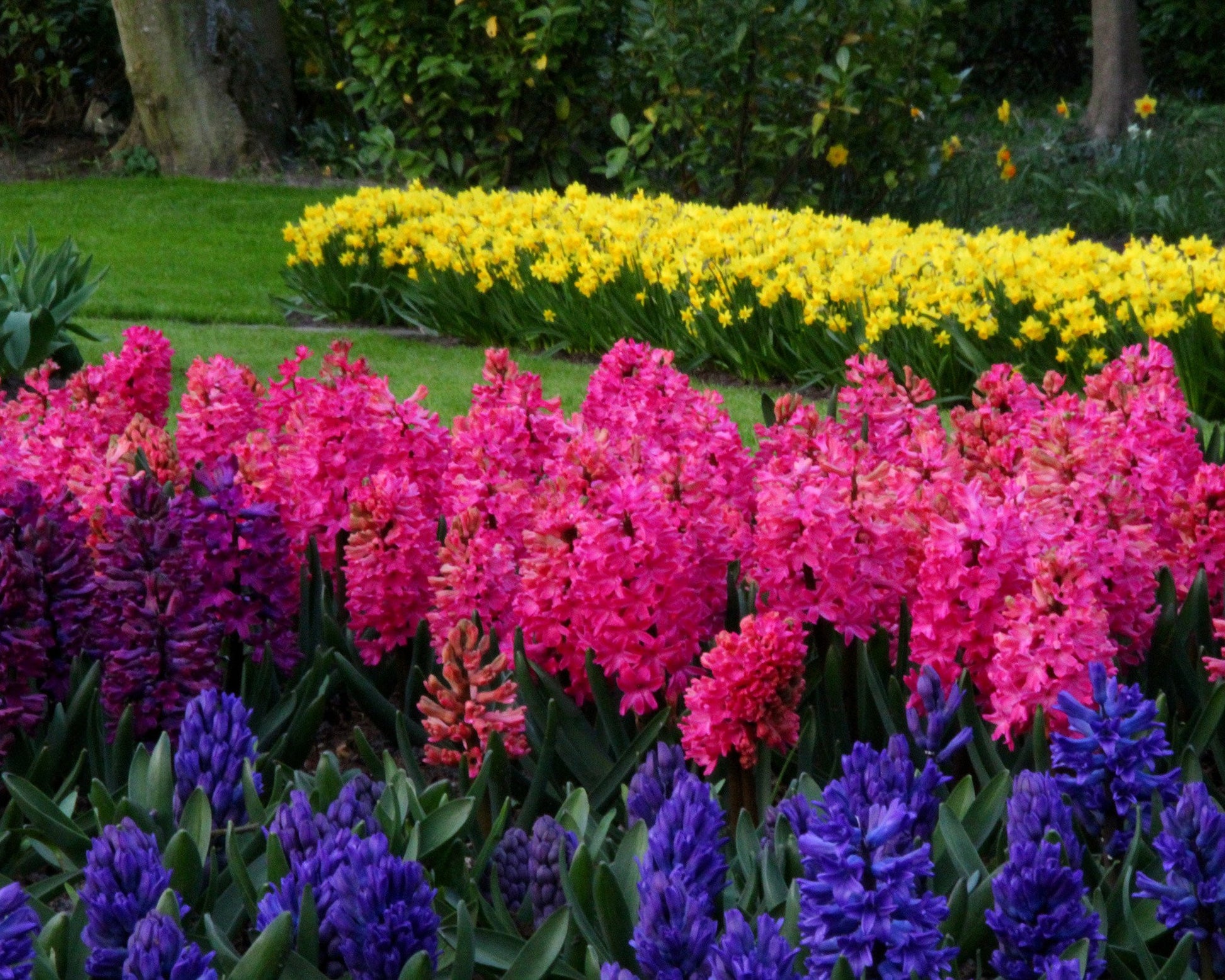 Hyacinth 'Jan Bos' bulbs | Buy red hyacinths online at Farmer Gracy UK