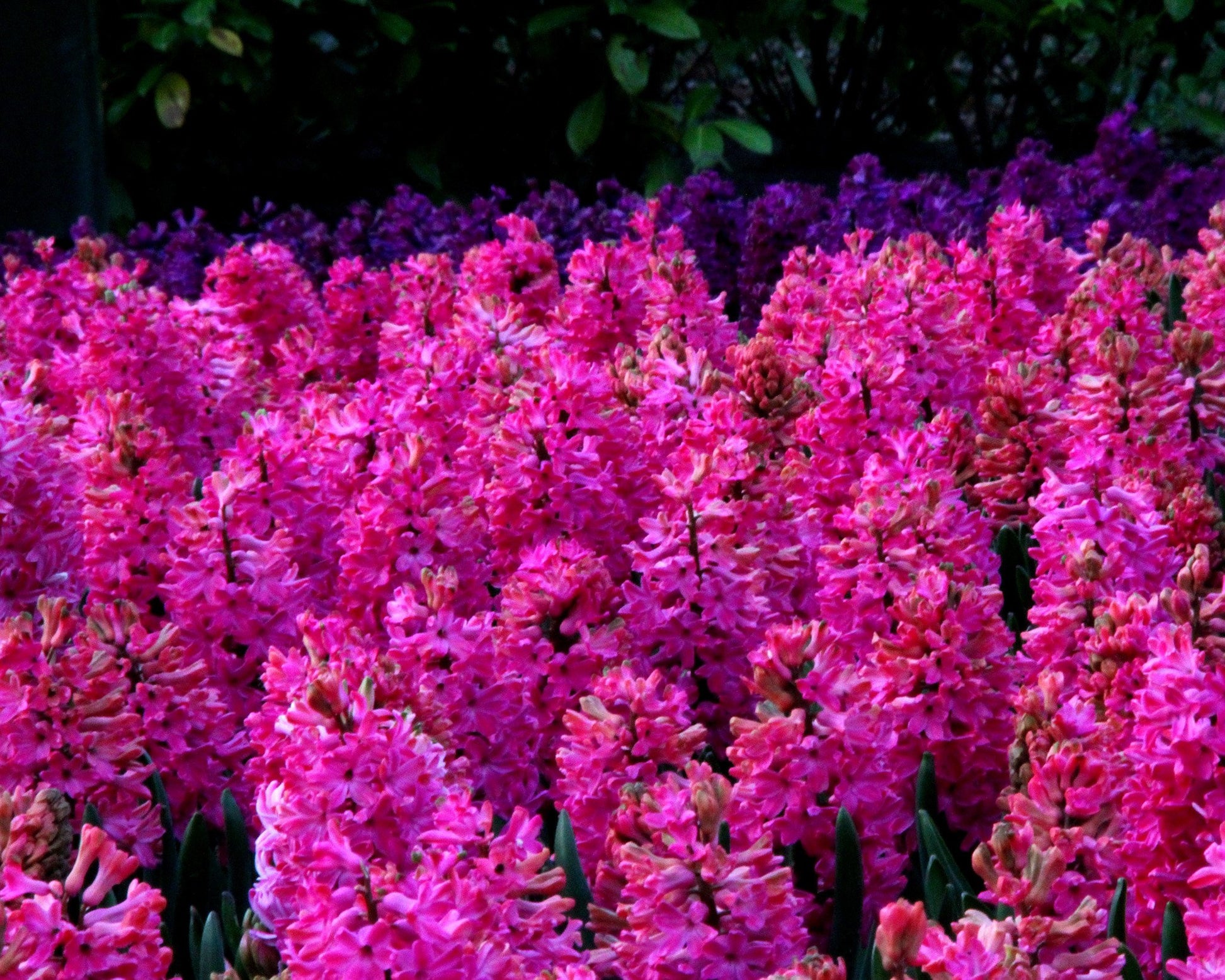 Hyacinth 'Jan Bos' bulbs | Buy red hyacinths online at Farmer Gracy UK