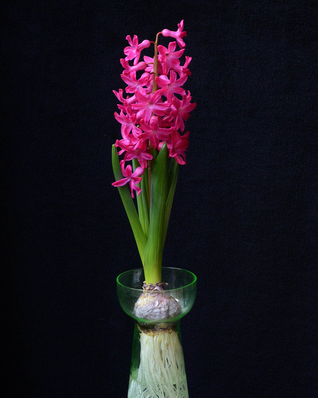 Hyacinth 'Jan Bos' bulbs | Buy red hyacinths online at Farmer Gracy UK
