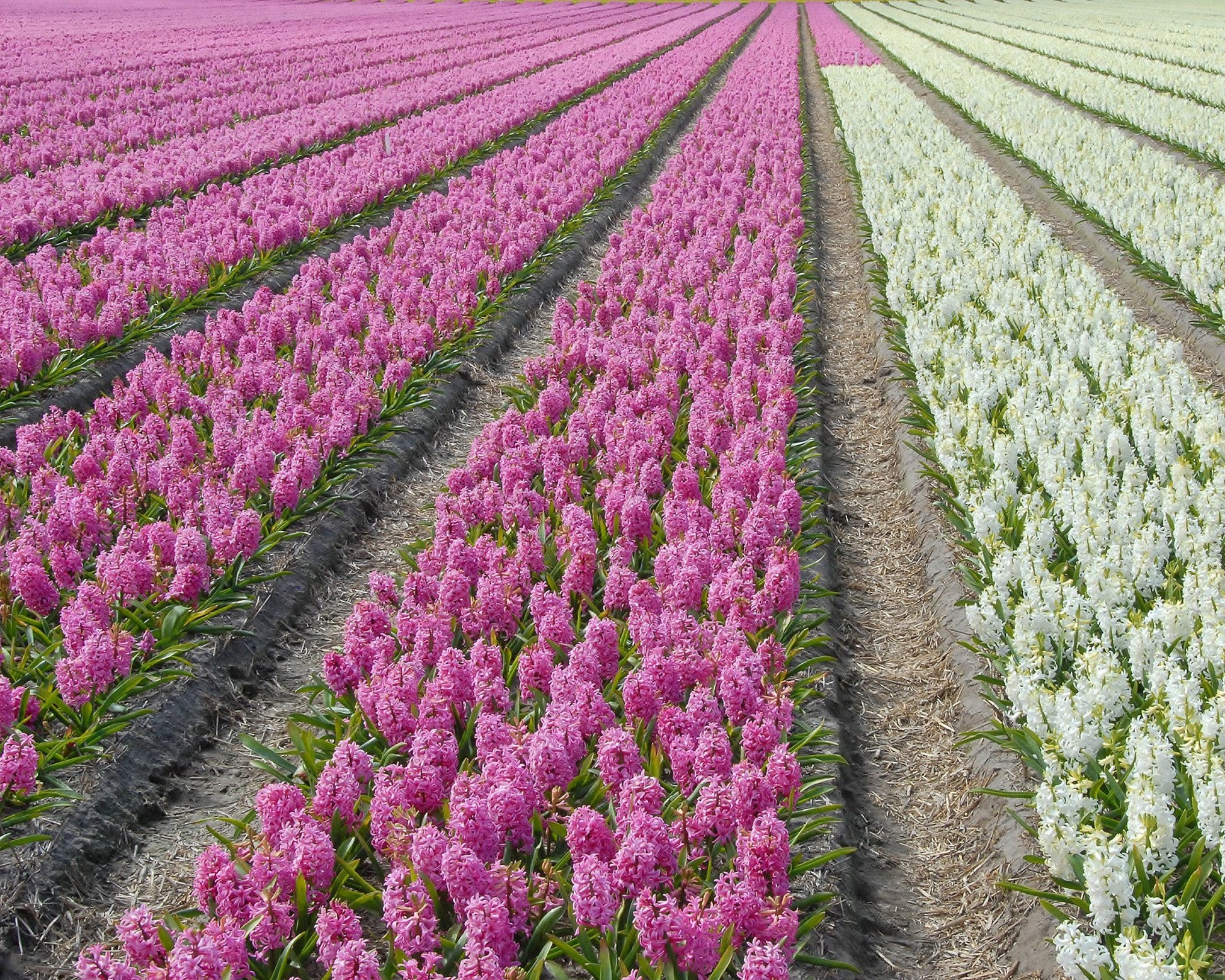 Hyacinth 'Pink Pearl' bulbs — Buy online at Farmer Gracy UK