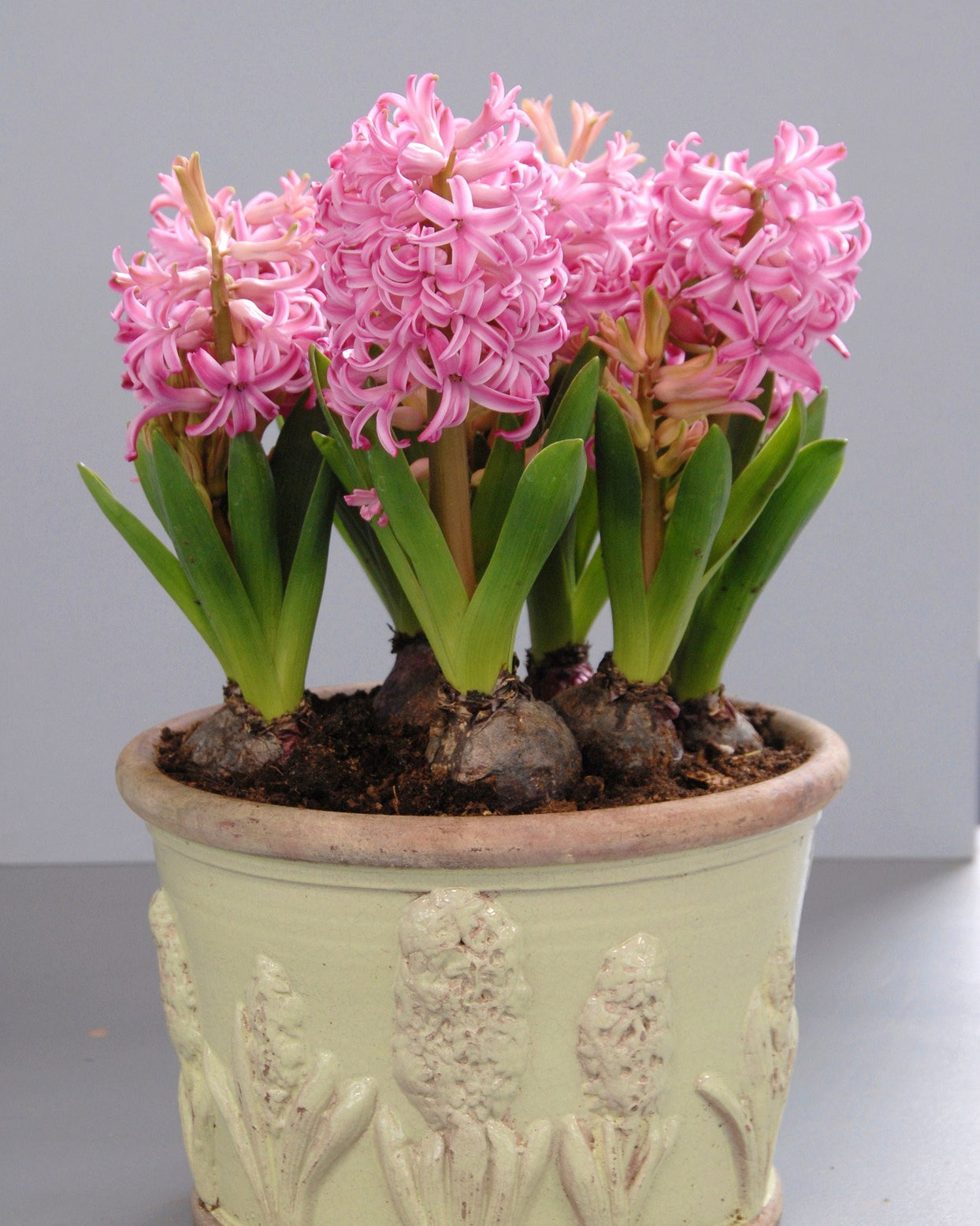 Hyacinth 'Pink Pearl' bulbs — Buy online at Farmer Gracy UK