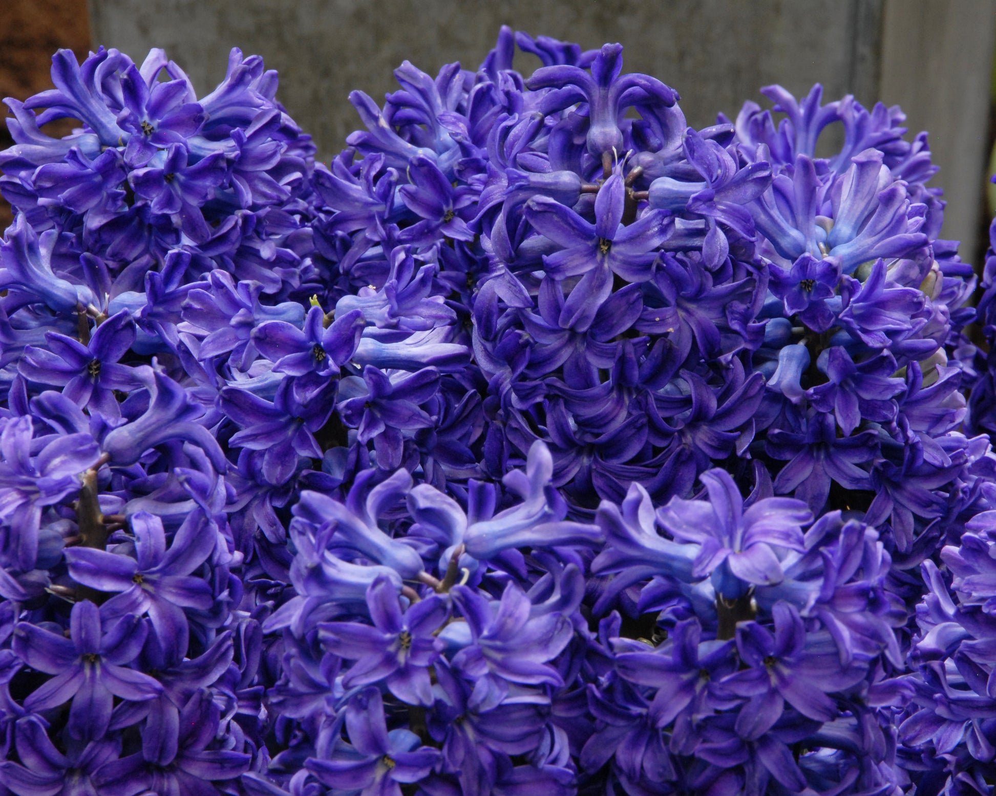 Hyacinth 'Peter Stuyvesant' bulbs — Buy online at Farmer Gracy UK