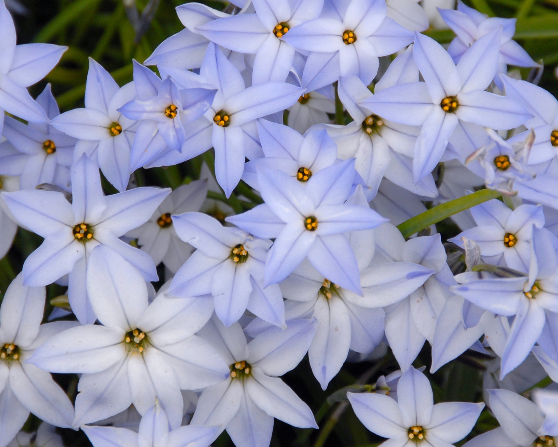 Ipheion 'Wisley Blue' bulbs | Buy 'Spring Starflower' online at Farmer ...