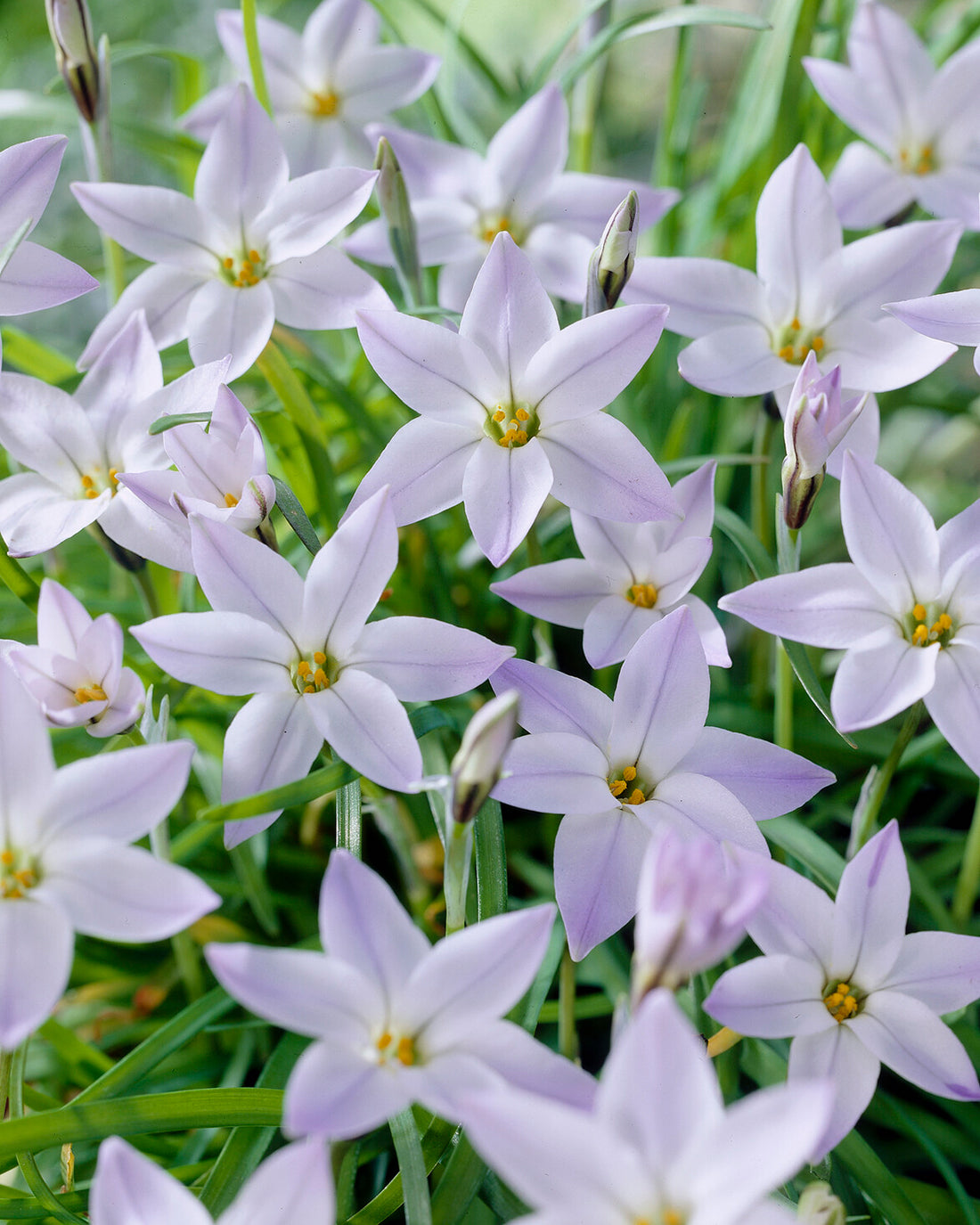 Ipheion 'Wisley Blue' bulbs | Buy 'Spring Starflower' online at Farmer ...