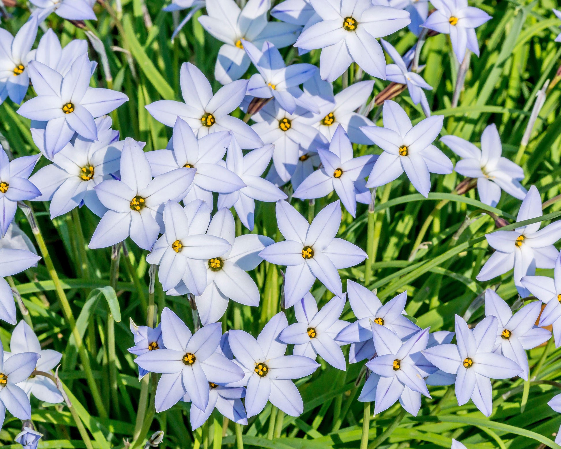 Ipheion 'Wisley Blue' bulbs — Buy 'Spring Starflower' online at Farmer ...