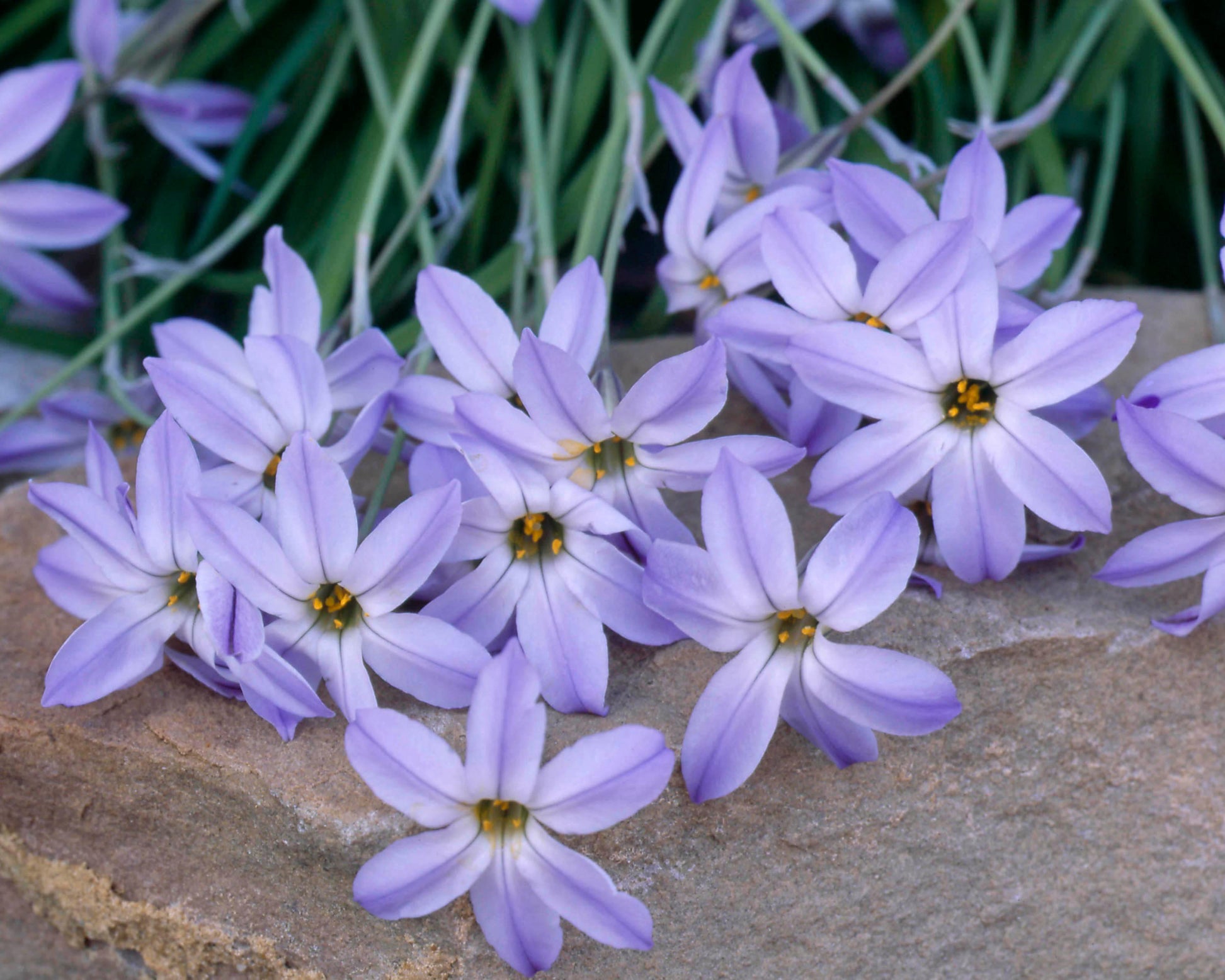 Giant Allium Bulbs Carbeth Plants 25 X Starflower Ipheion Wisley Blue ...