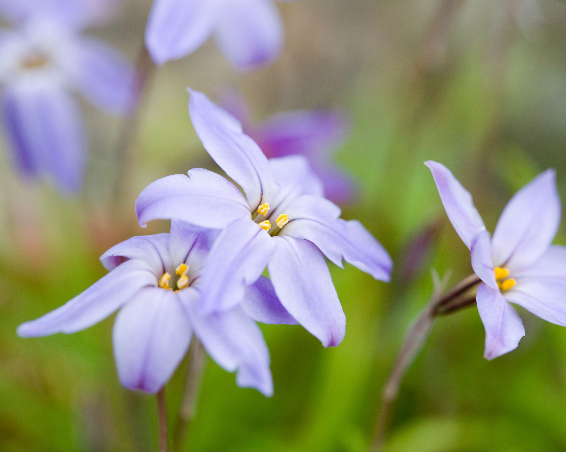 Ipheion 'Wisley Blue' bulbs — Buy 'Spring Starflower' online at Farmer ...