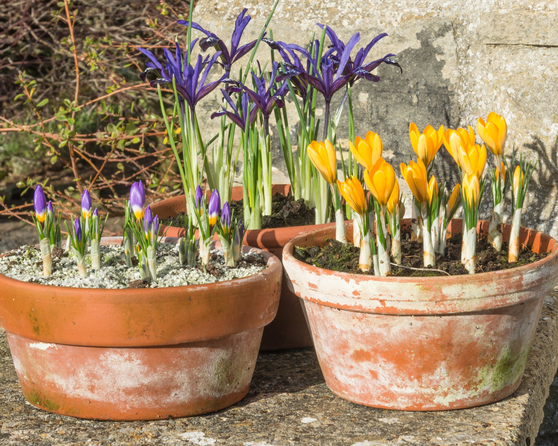 Iris reticulata 'Blue Note' bulbs — Buy blue/purple dwarf irises online ...