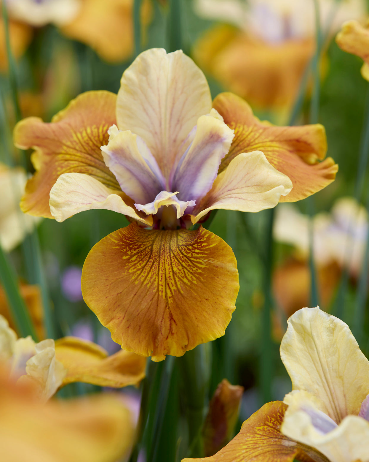 Iris sibirica 'Colonel Mustard' bare roots — Buy copper Siberian iris ...