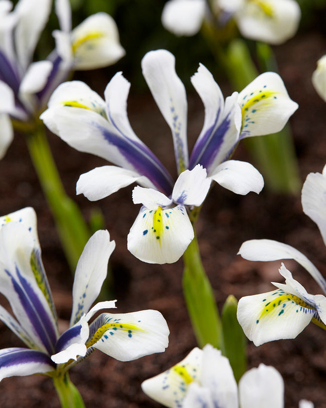 Iris reticulata 'Spot On' bulbs — Buy purple dwarf irises online at ...