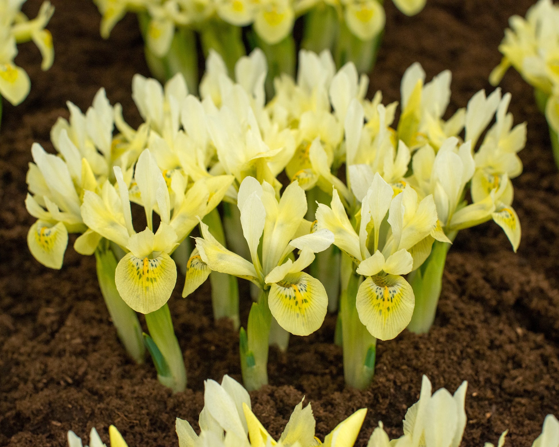Iris 'Katherine's Gold' bulbs | Buy yellow dwarf irises online at ...