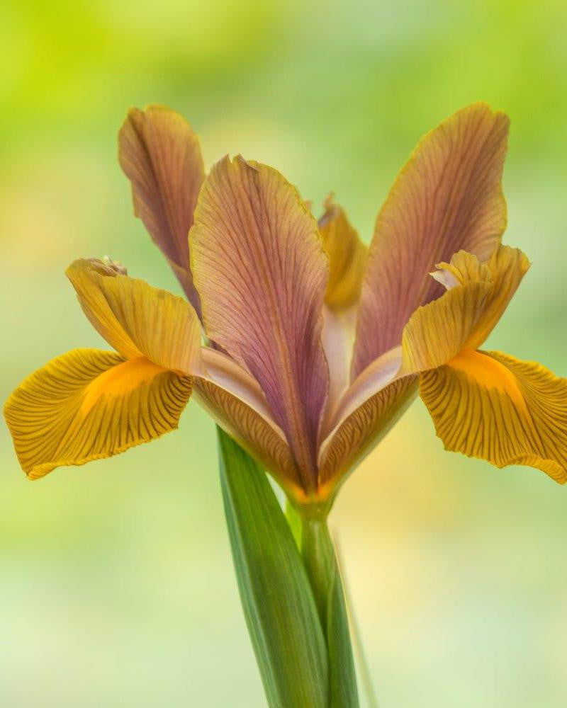 Dutch Iris 'Lion King' Bulbs | Buy copper|yellow irises online at ...