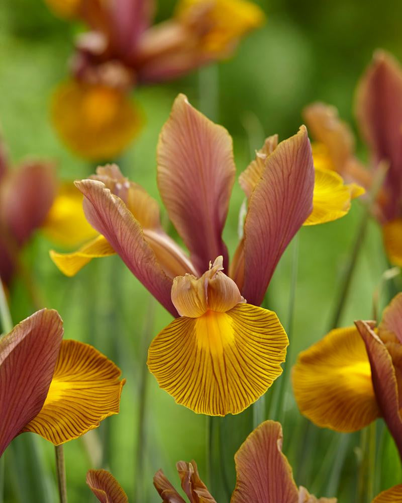 Dutch Iris 'Lion King' Bulbs — Buy copper—yellow irises online at ...