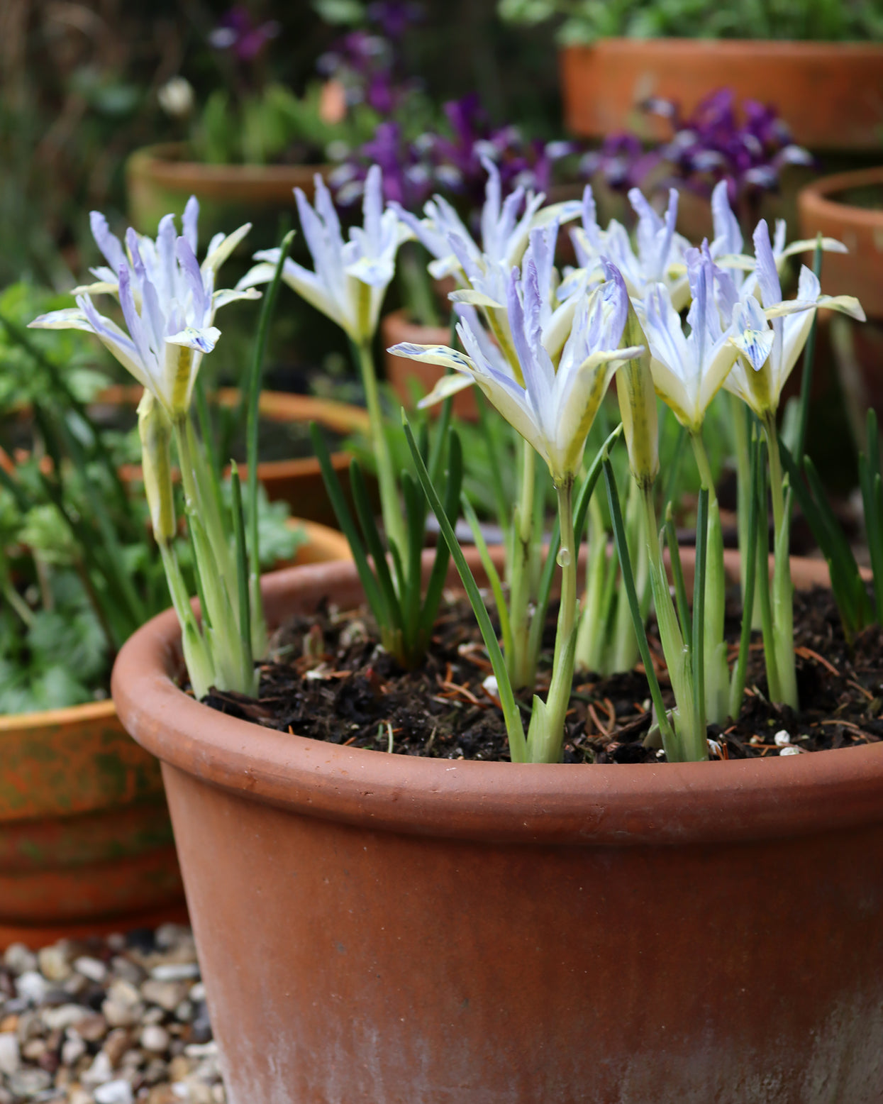Iris reticulata 'Painted Lady' bulbs — Buy soft blue dwarf irises ...