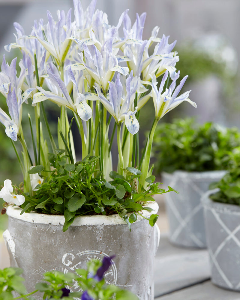 Iris reticulata 'Painted Lady' bulbs — Buy soft blue dwarf irises ...