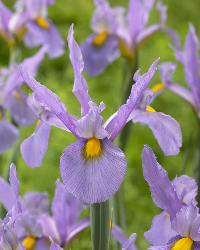 Dutch Iris 'Alaska' Bulbs — Buy white irises online at Farmer Gracy UK