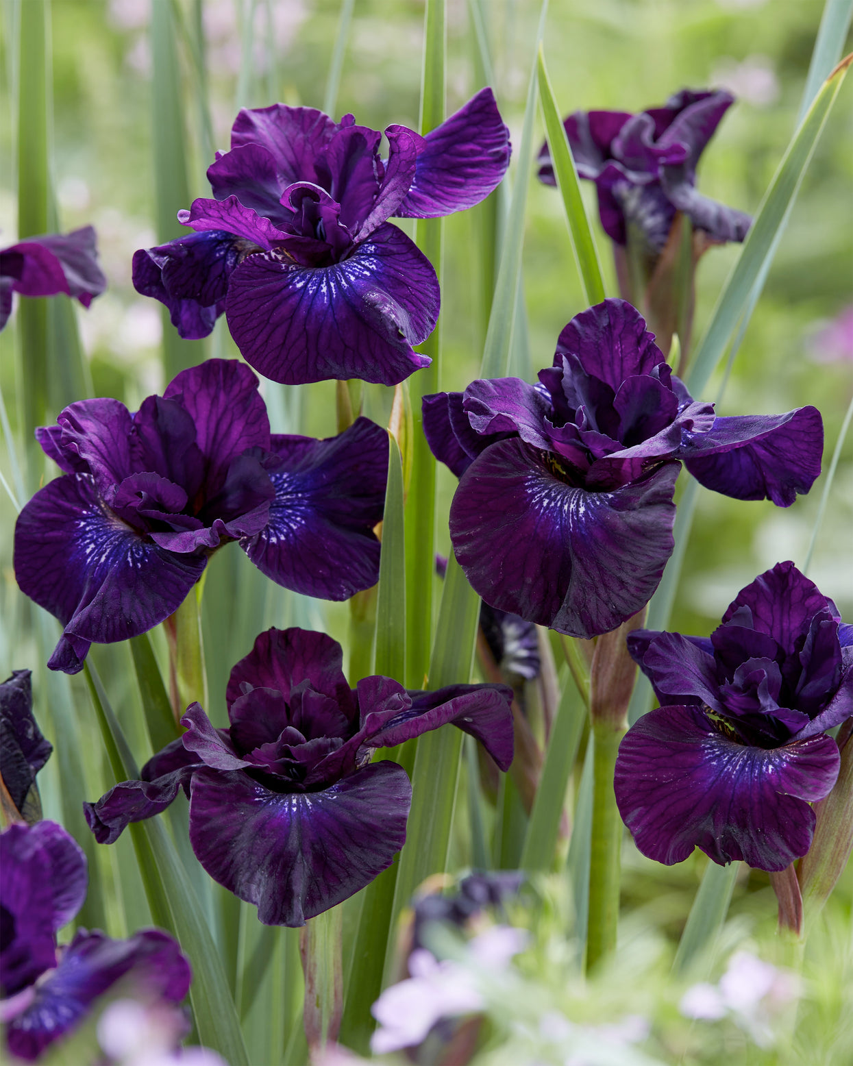 Iris sibirica 'Purplelicious' bare roots — Buy deep purple Siberian ...