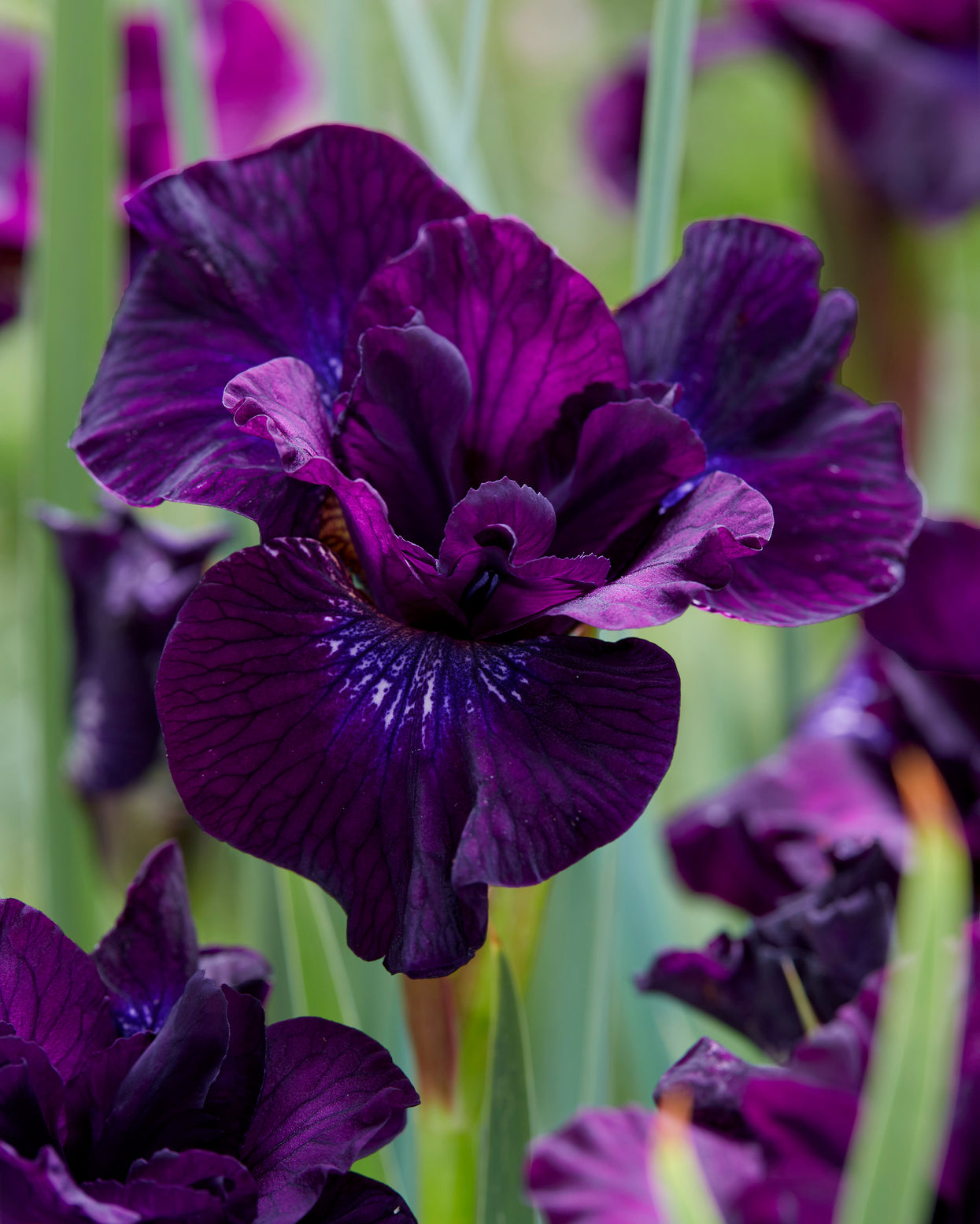 Iris sibirica 'Purplelicious' bare roots — Buy deep purple Siberian ...