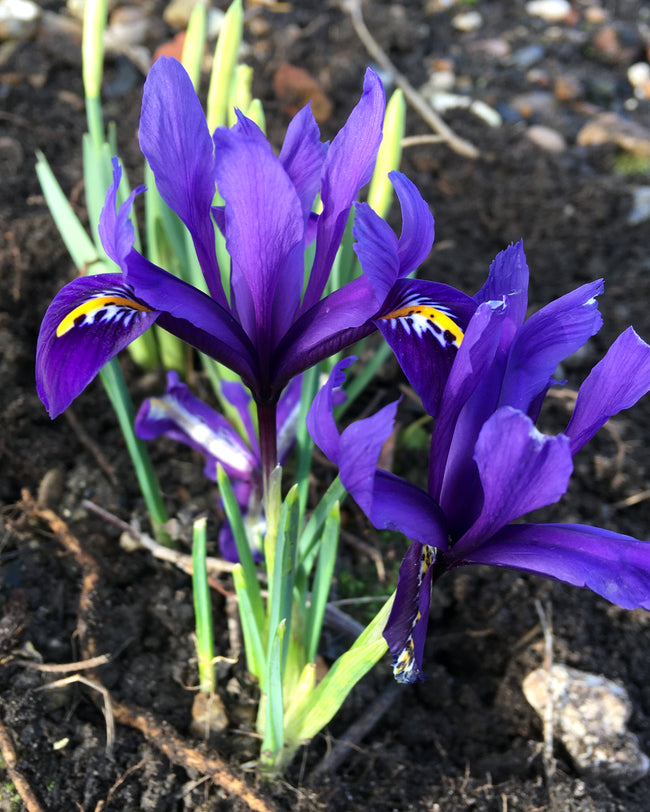 Iris 'George' bulbs — Buy purple dwarf irises online at Farmer Gracy UK