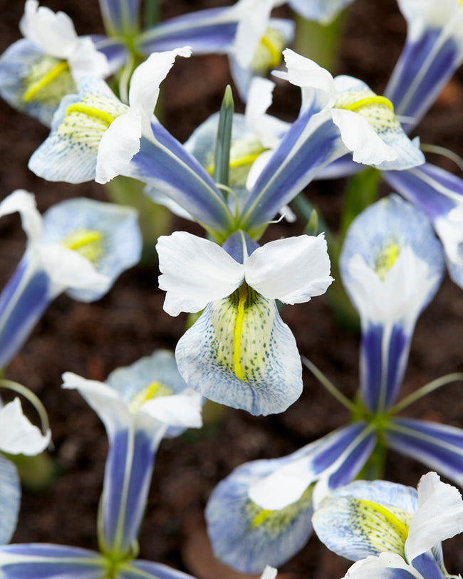 Iris 'George' bulbs — Buy purple dwarf irises online at Farmer Gracy UK