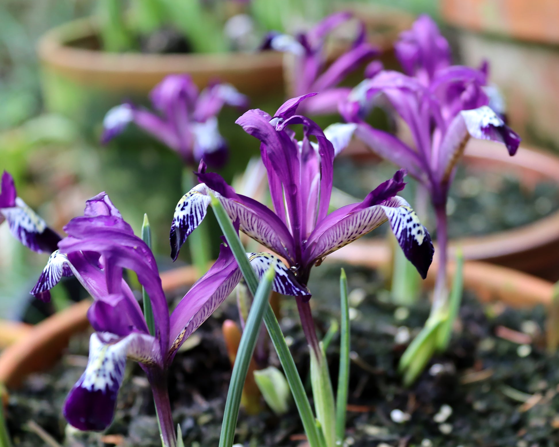 Iris reticulata 'Spot On' bulbs | Buy purple dwarf irises online at ...