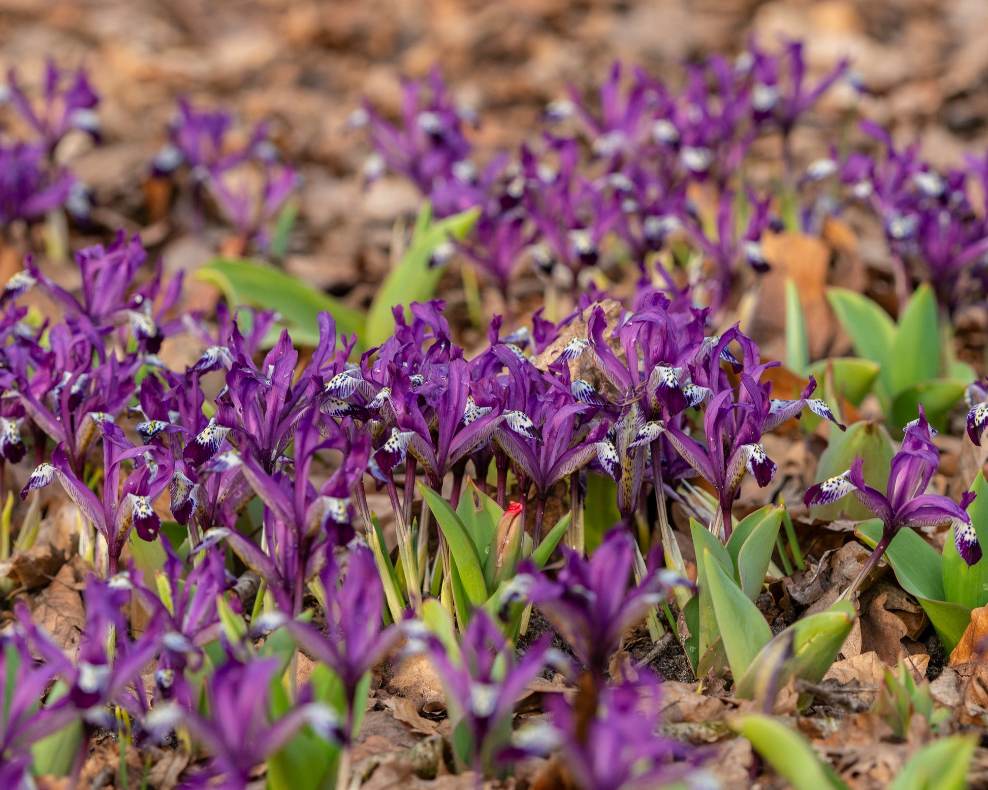 Iris reticulata 'Spot On' bulbs | Buy purple dwarf irises online at ...