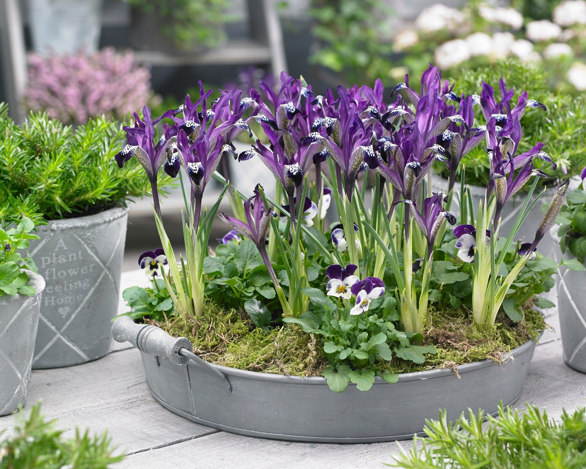 Iris reticulata 'Spot On' bulbs | Buy purple dwarf irises online at ...
