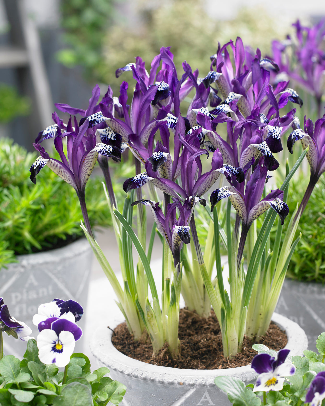 Iris reticulata 'Spot On' bulbs | Buy purple dwarf irises online at ...