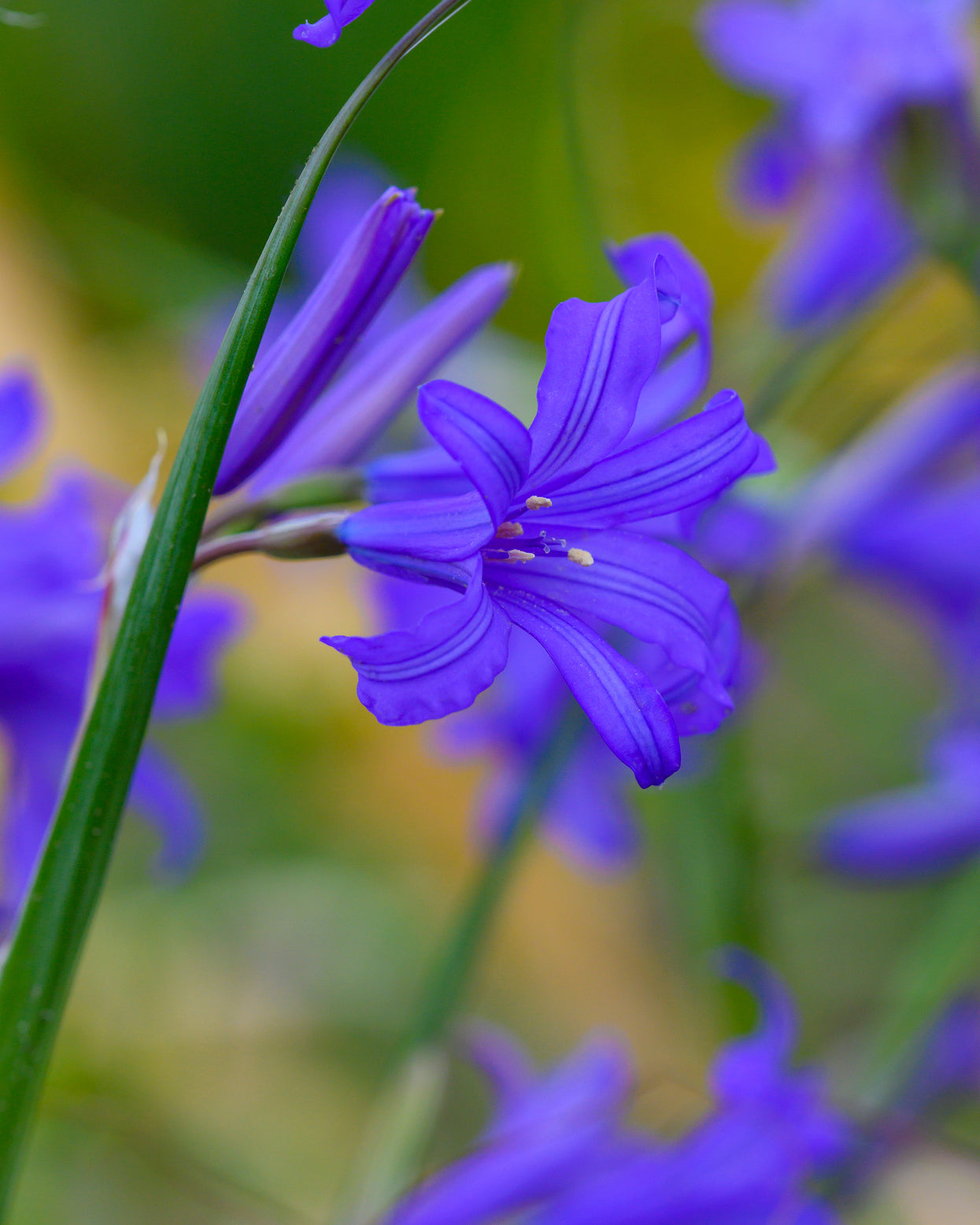 Ixiolirion tataricum (lavender mountain lily) bulbs | Buy online at ...