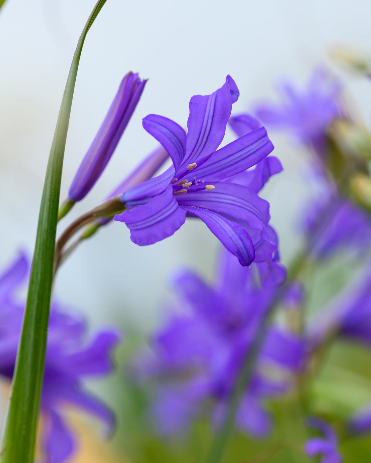 Ixiolirion tataricum (lavender mountain lily) bulbs | Buy online at ...