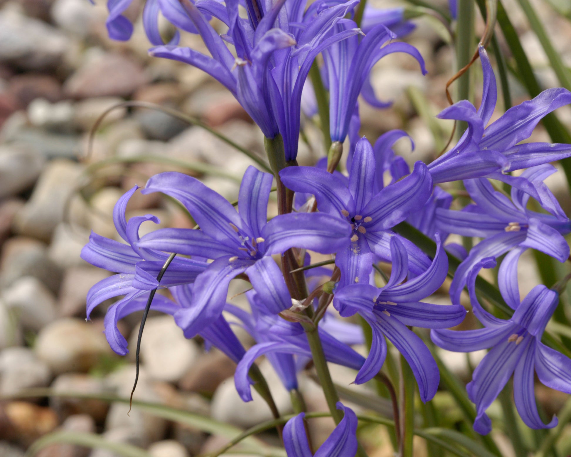 Ixiolirion tataricum (lavender mountain lily) bulbs — Buy online at Farmer Gracy