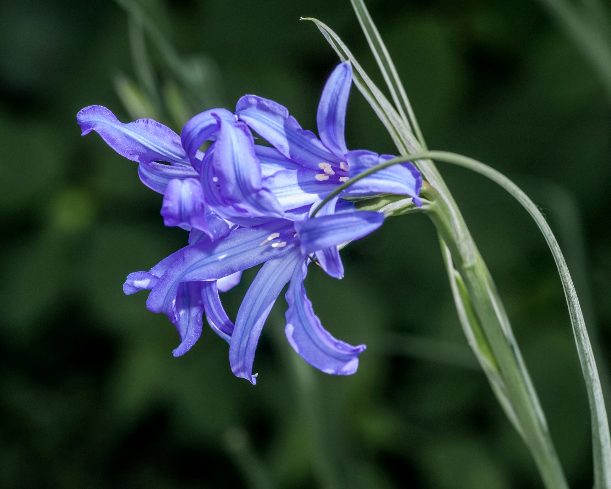 Ixiolirion tataricum (lavender mountain lily) bulbs — Buy online at Farmer Gracy