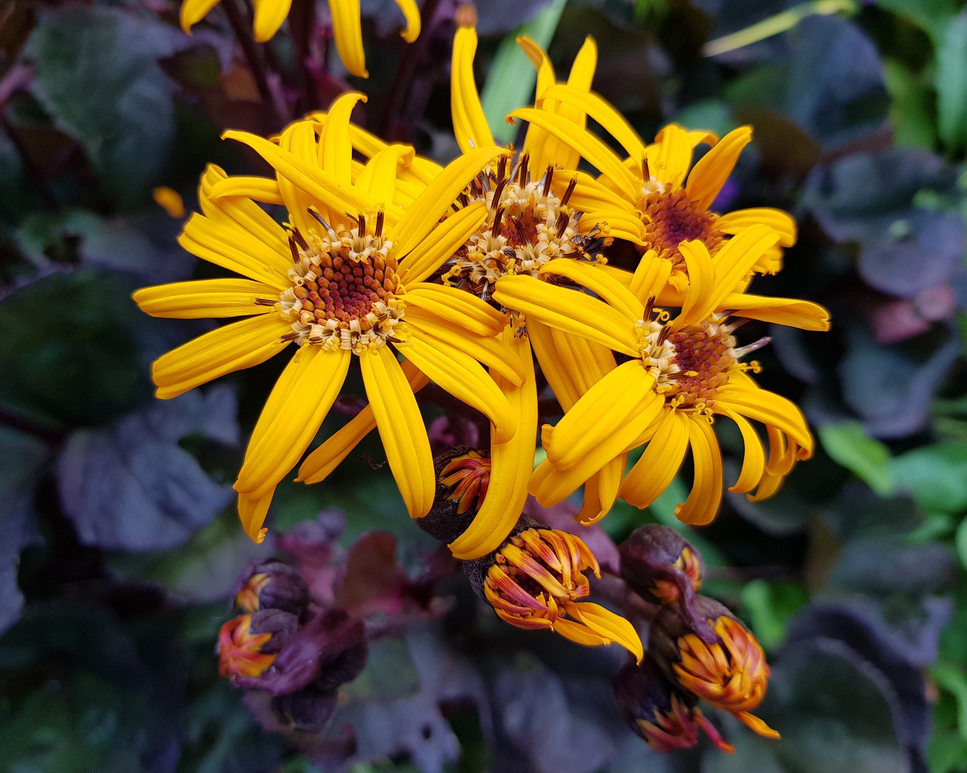 Ligularia dentata 'Pandora' bare roots | Buy Leopard plants online at ...
