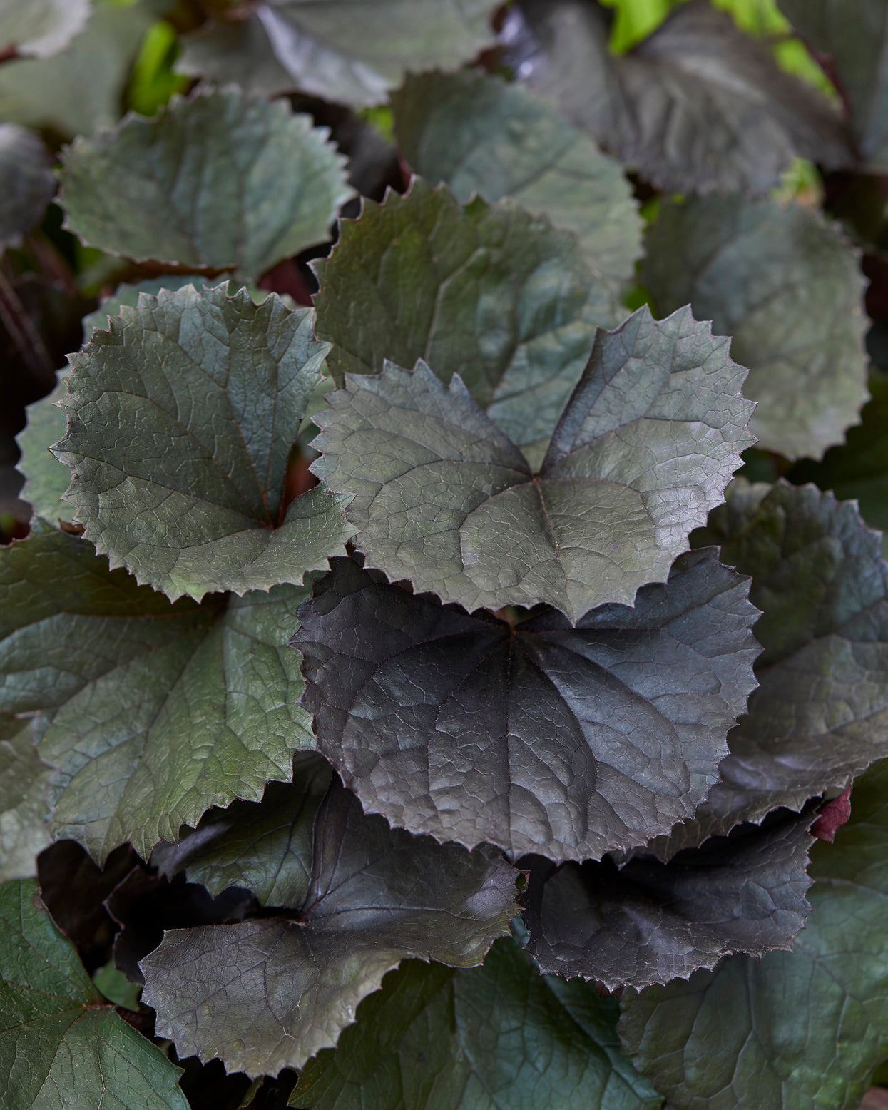 Ligularia dentata 'Pandora' bare roots | Buy Leopard plants online at ...