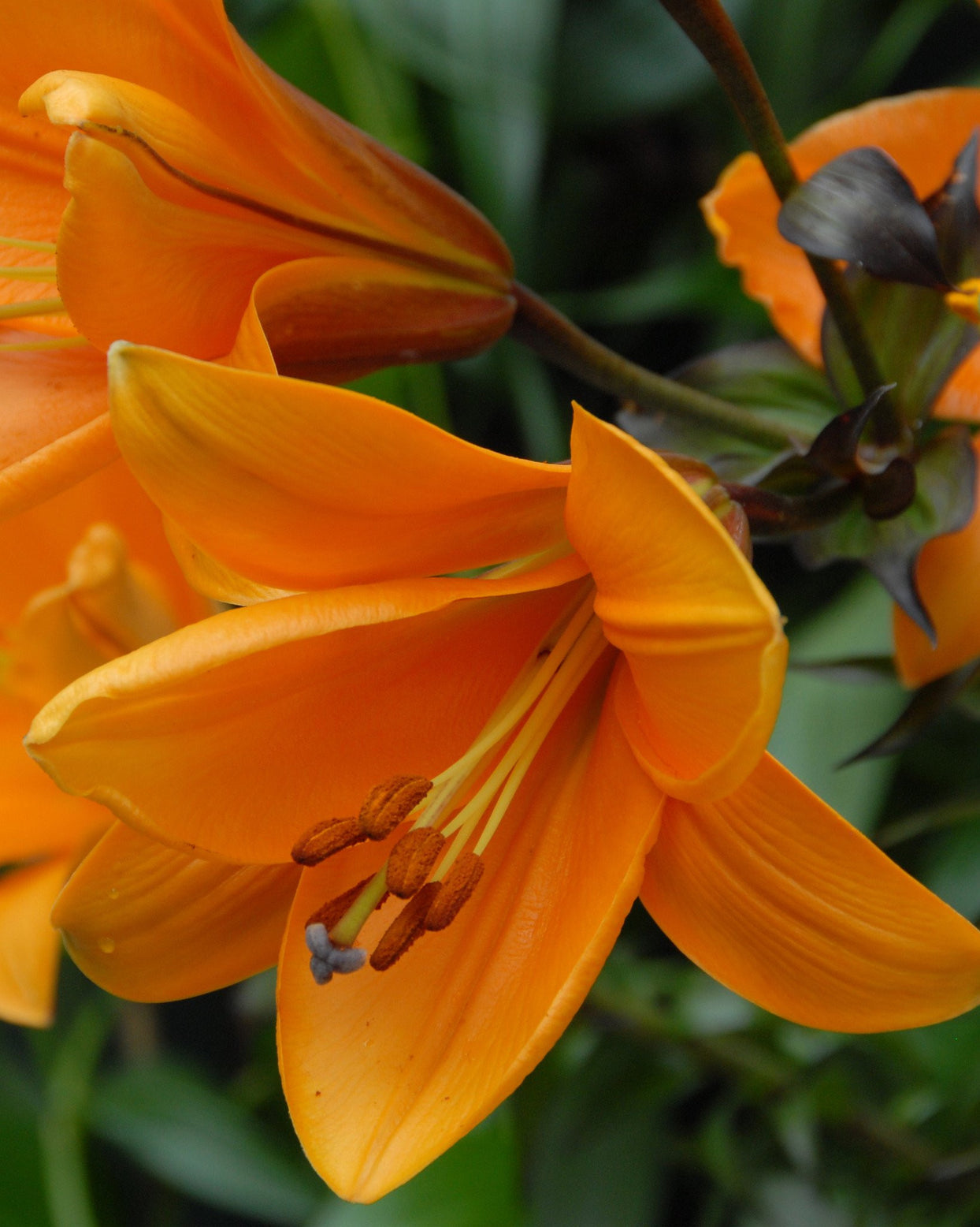 Lily 'African Queen' bulbs — Buy online at Farmer Gracy UK