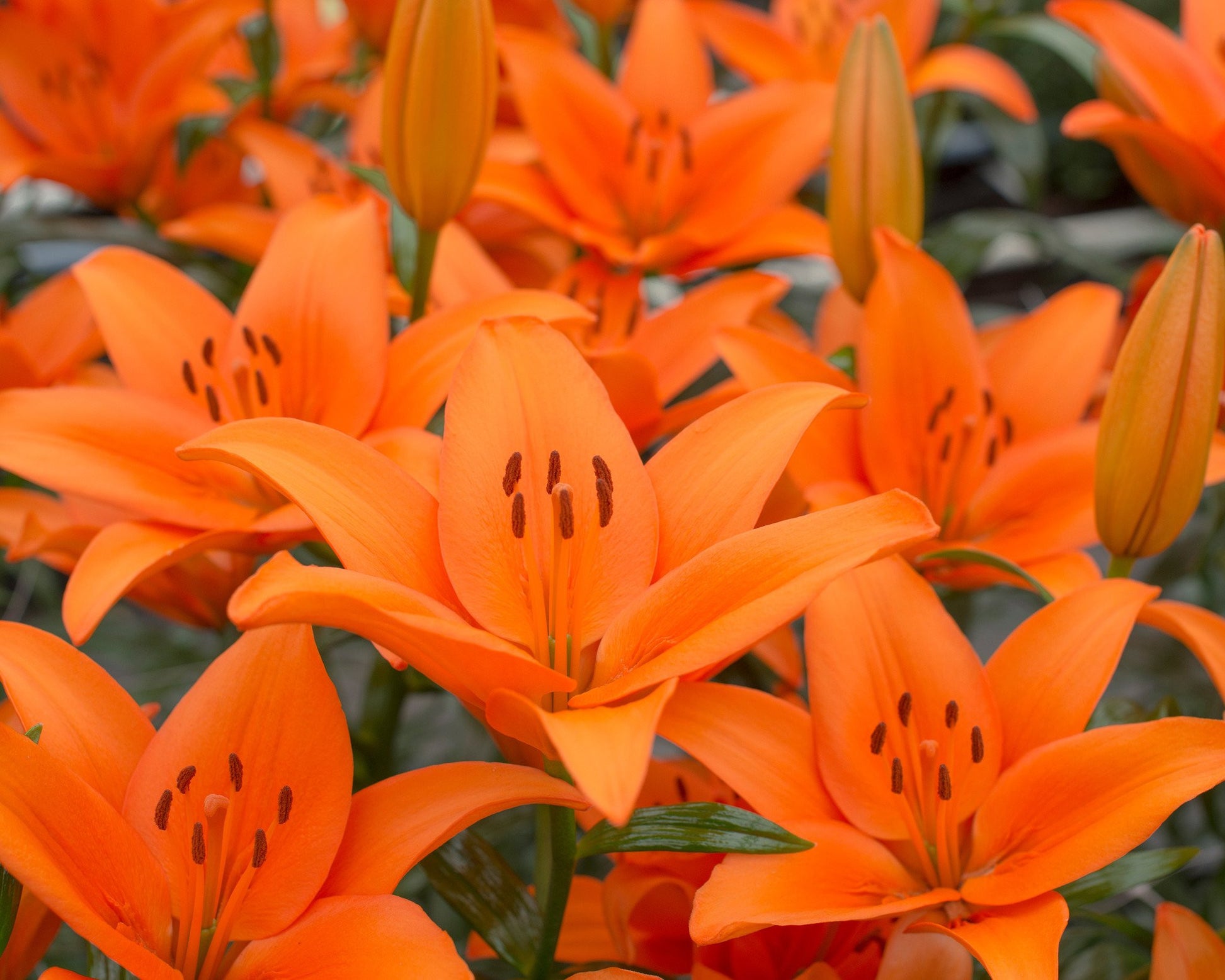 Lily 'Orange County' bulbs | Buy orange lilies online at Farmer Gracy UK