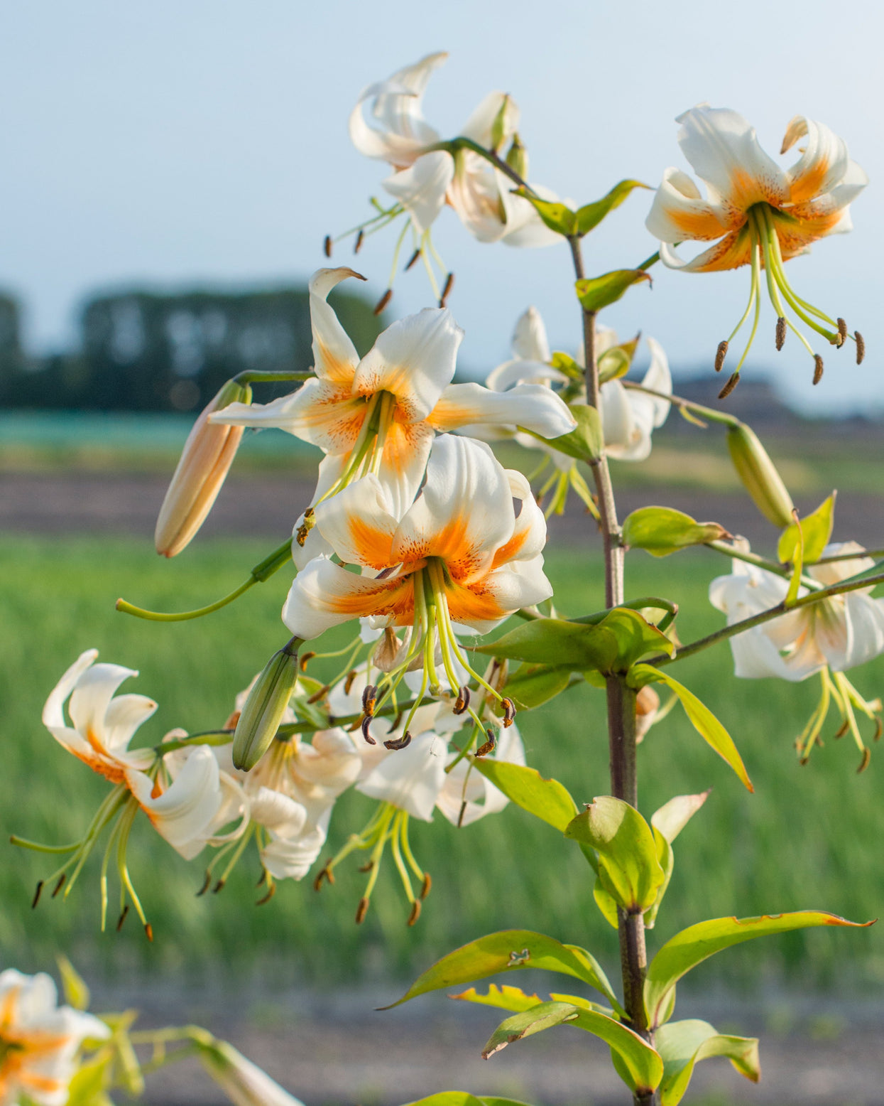 Lily 'Lady Alice ' bulbs | Buy Semi Turk’s Cap Lilies online at Farmer ...