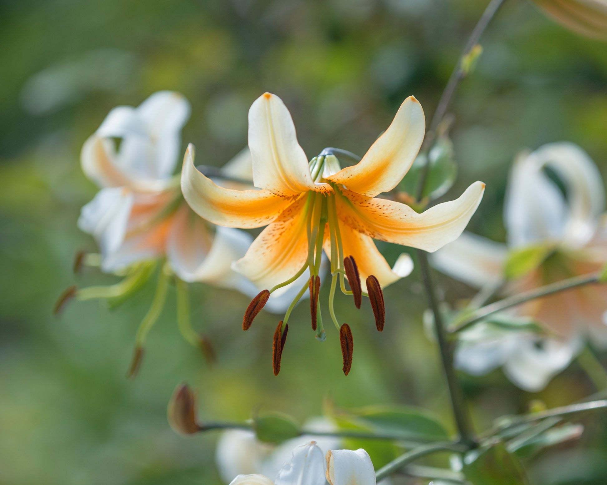 Lily 'Lady Alice ' bulbs | Buy Semi Turk’s Cap Lilies online at Farmer ...