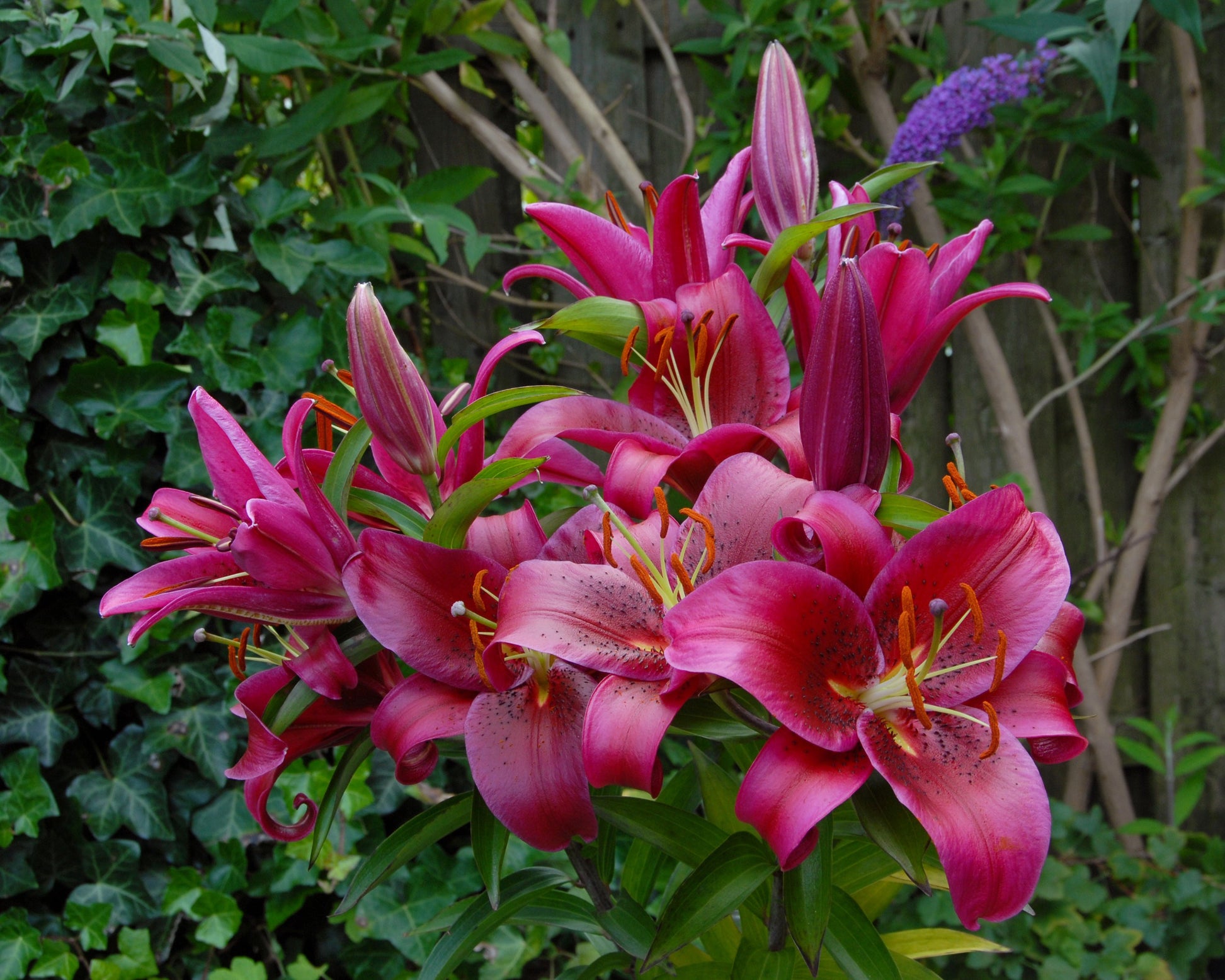 Lily 'Montezuma' bulbs — Buy online at Farmer Gracy UK