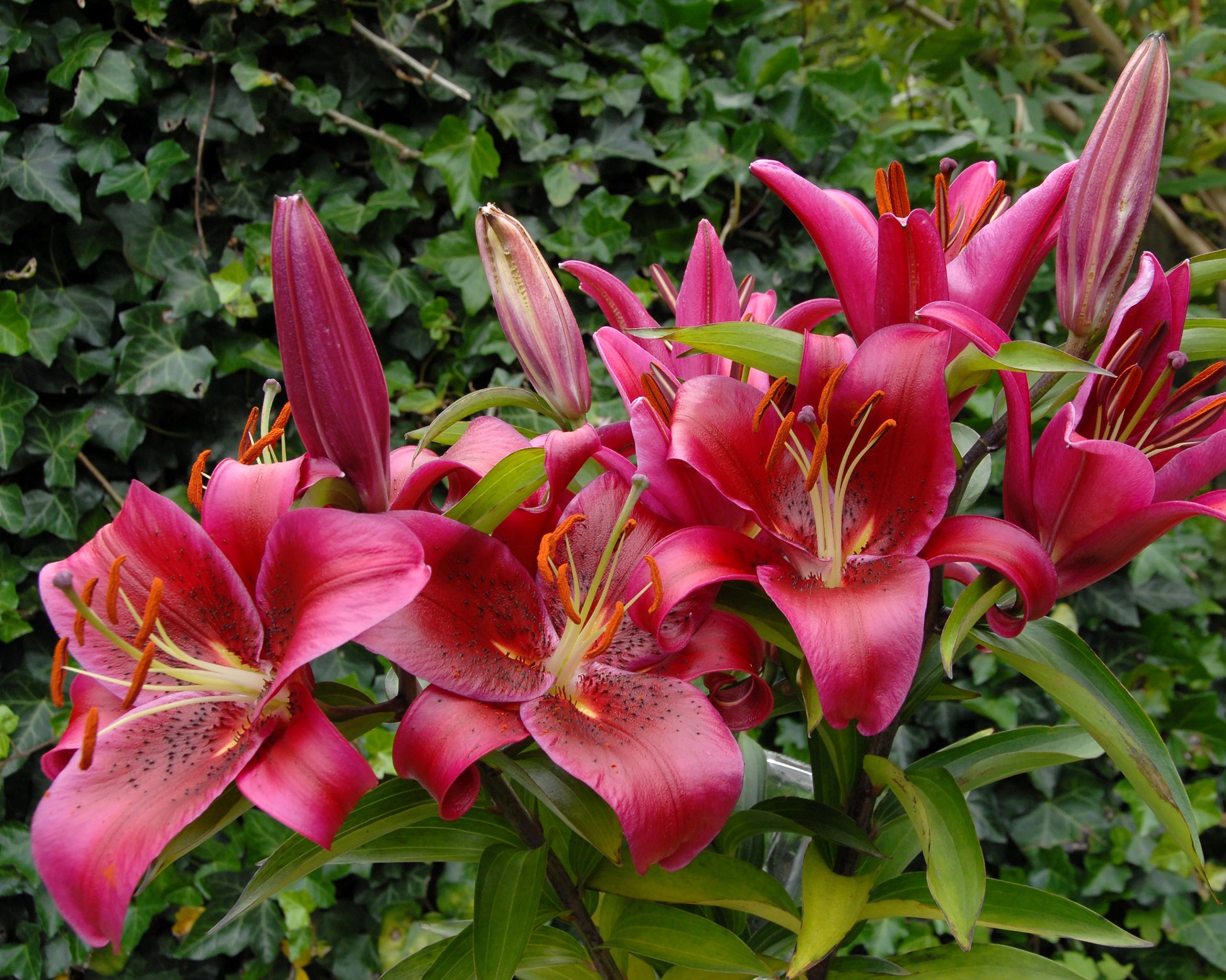 Lily 'Montezuma' bulbs | Buy online at Farmer Gracy UK