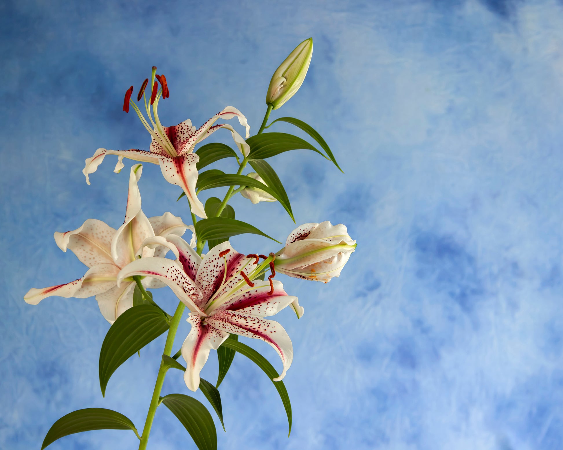 Lily 'Dizzy' bulbs — Buy online at Farmer Gracy UK