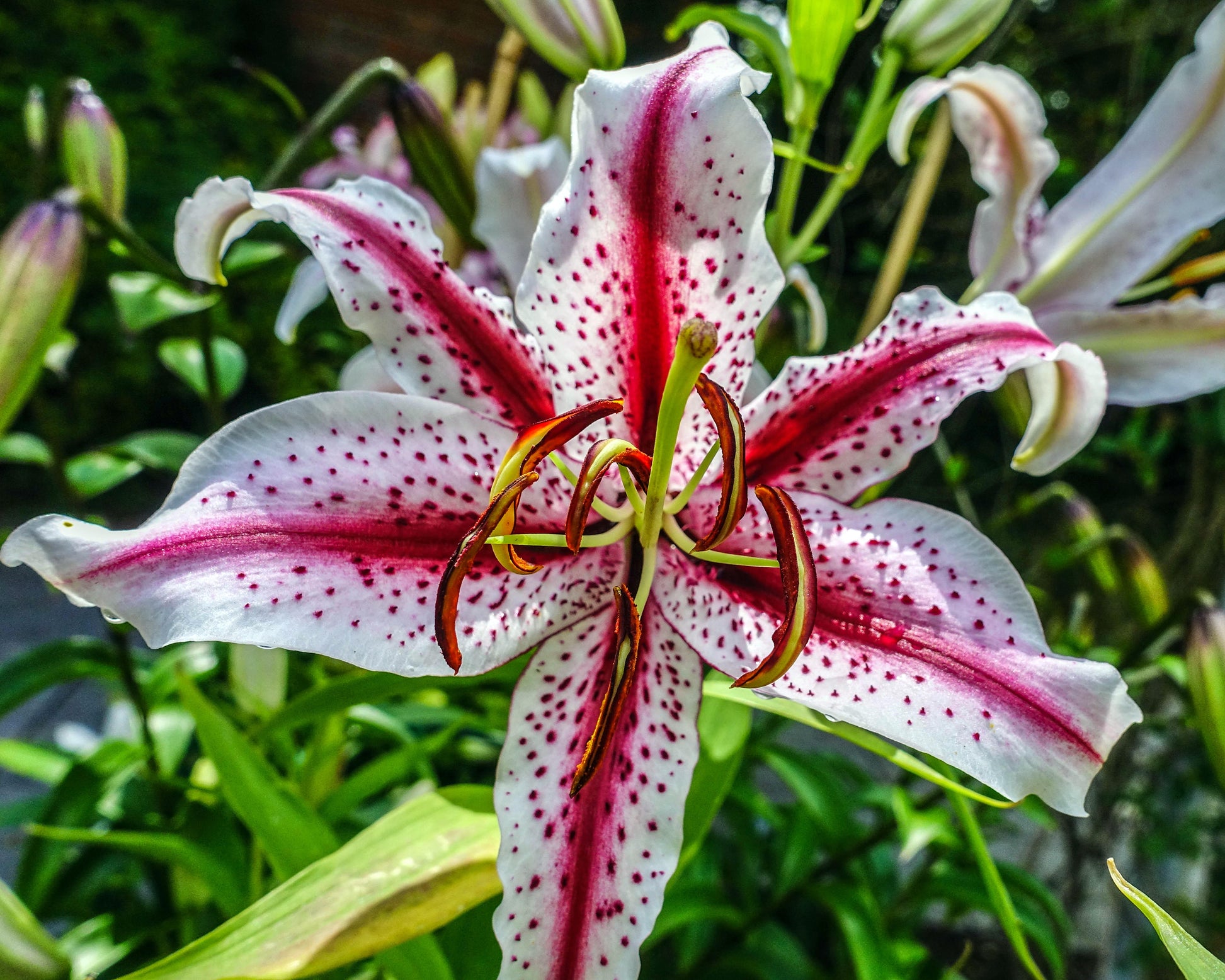 Lily 'Dizzy' bulbs — Buy online at Farmer Gracy UK