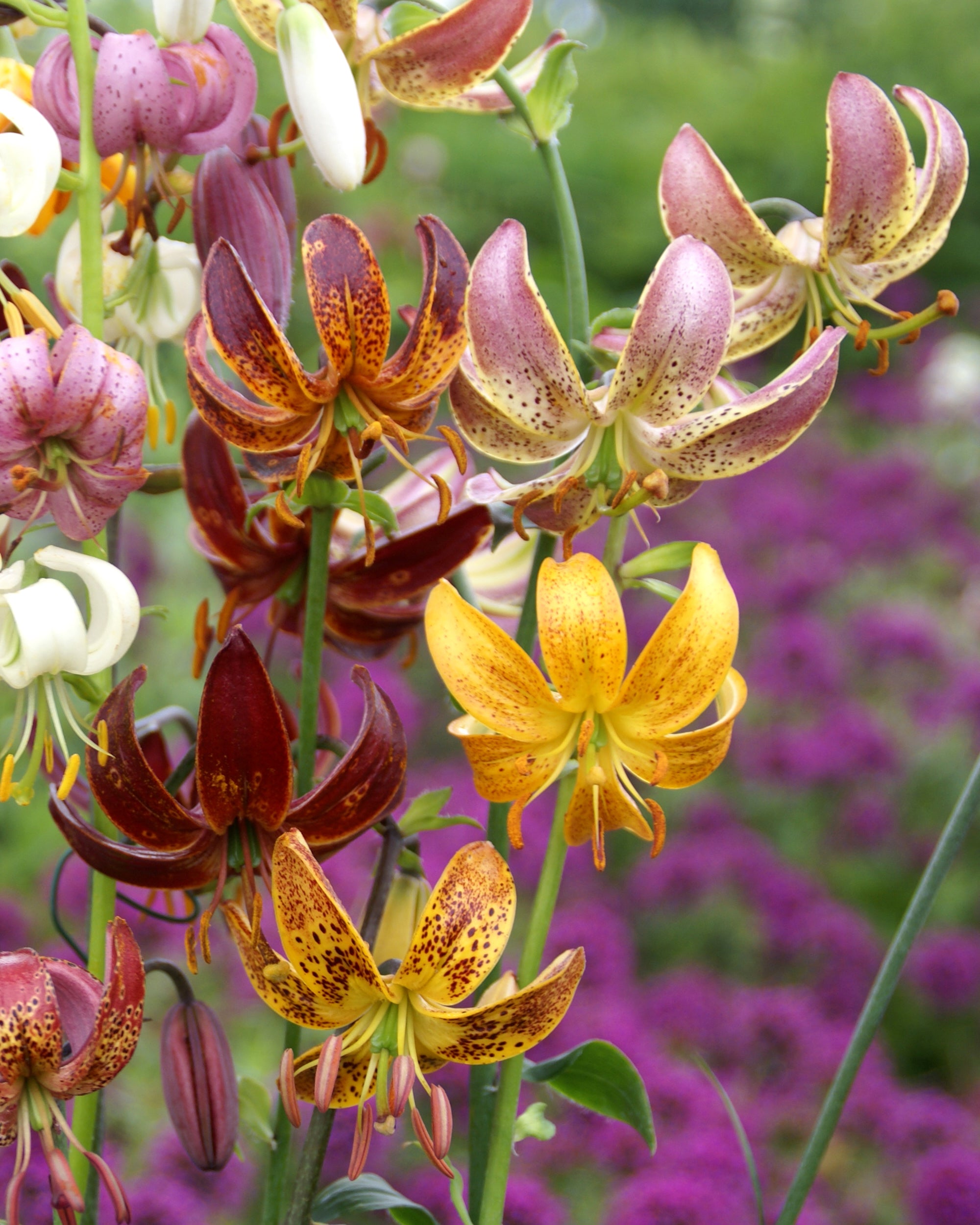 Lily 'Martagon Mix' bulbs — Buy mixed Turk’s Cap Lilies online at ...